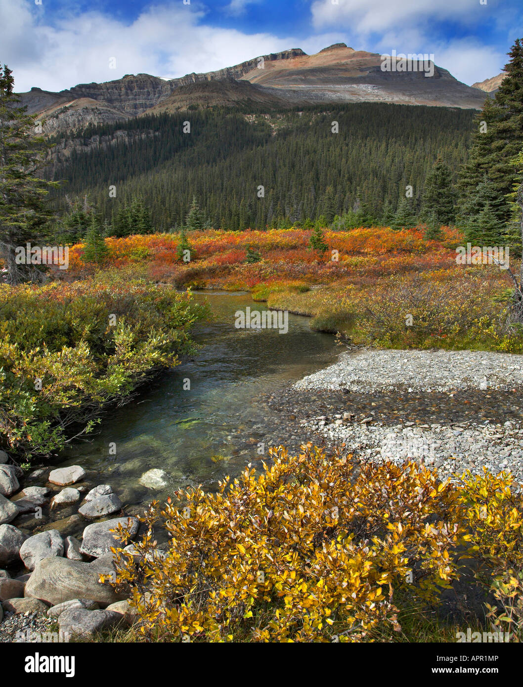 Shallow small river shallows and multi coloured autumn grasses on coast ...