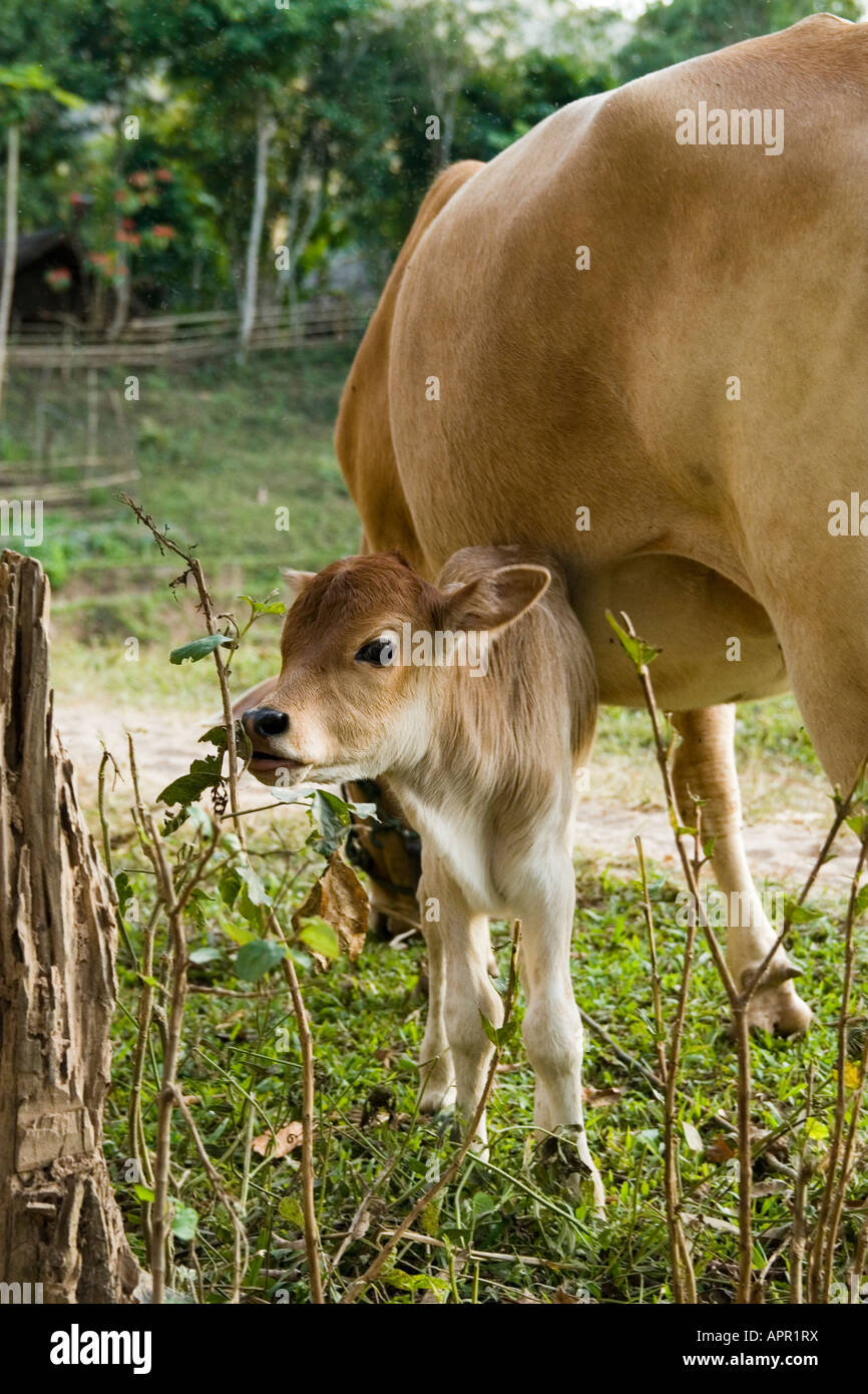Two Day Old Female Calf with its Mother, Laos Stock Photo - Alamy