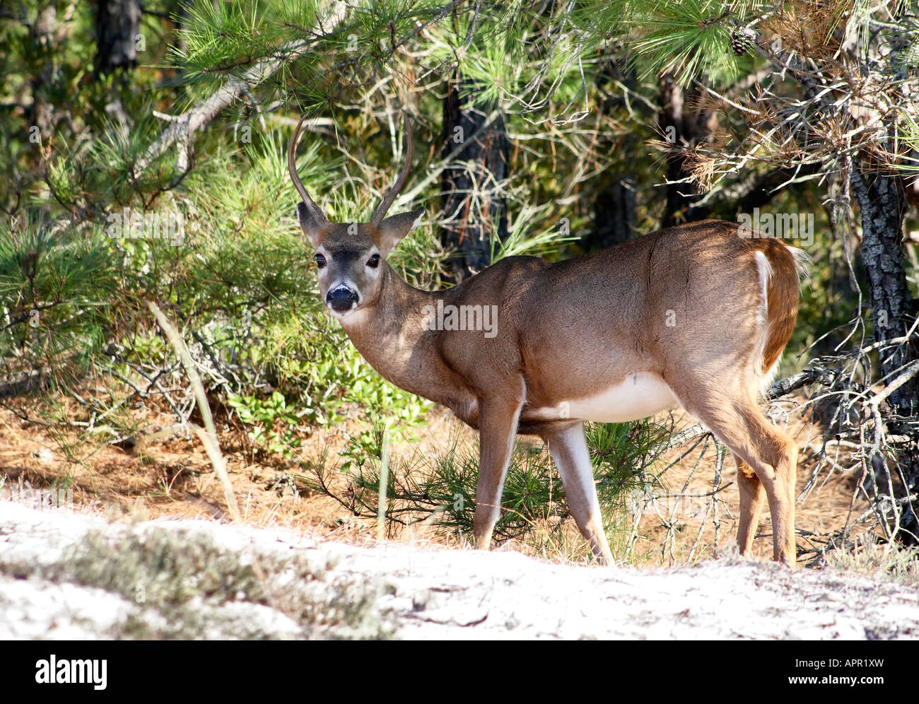 White-tailed Deer (Odocoileus virginianus), Assateague Island National ...