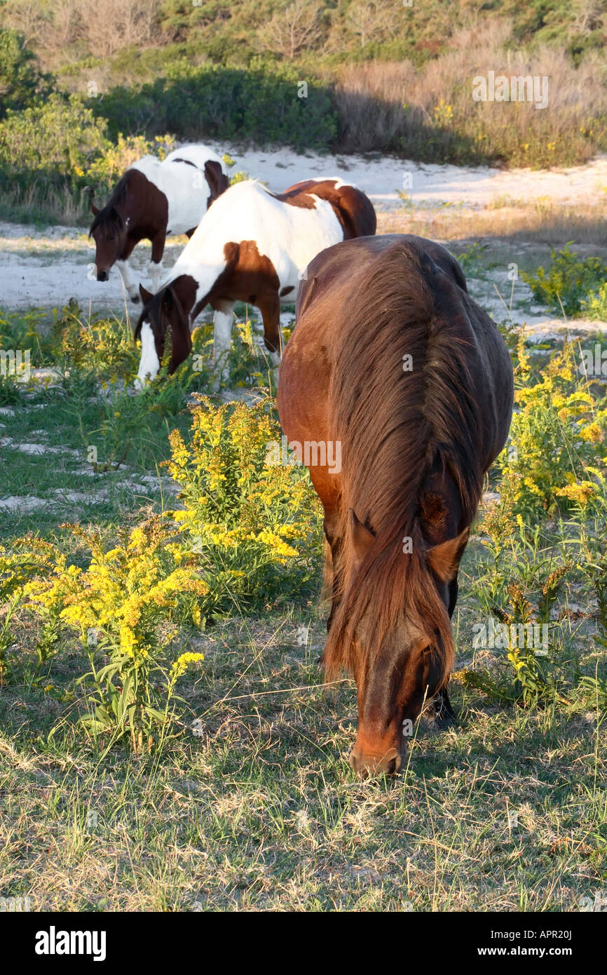 Wild Ponies (Equus caballus) at Assateague Island National Seashore ...