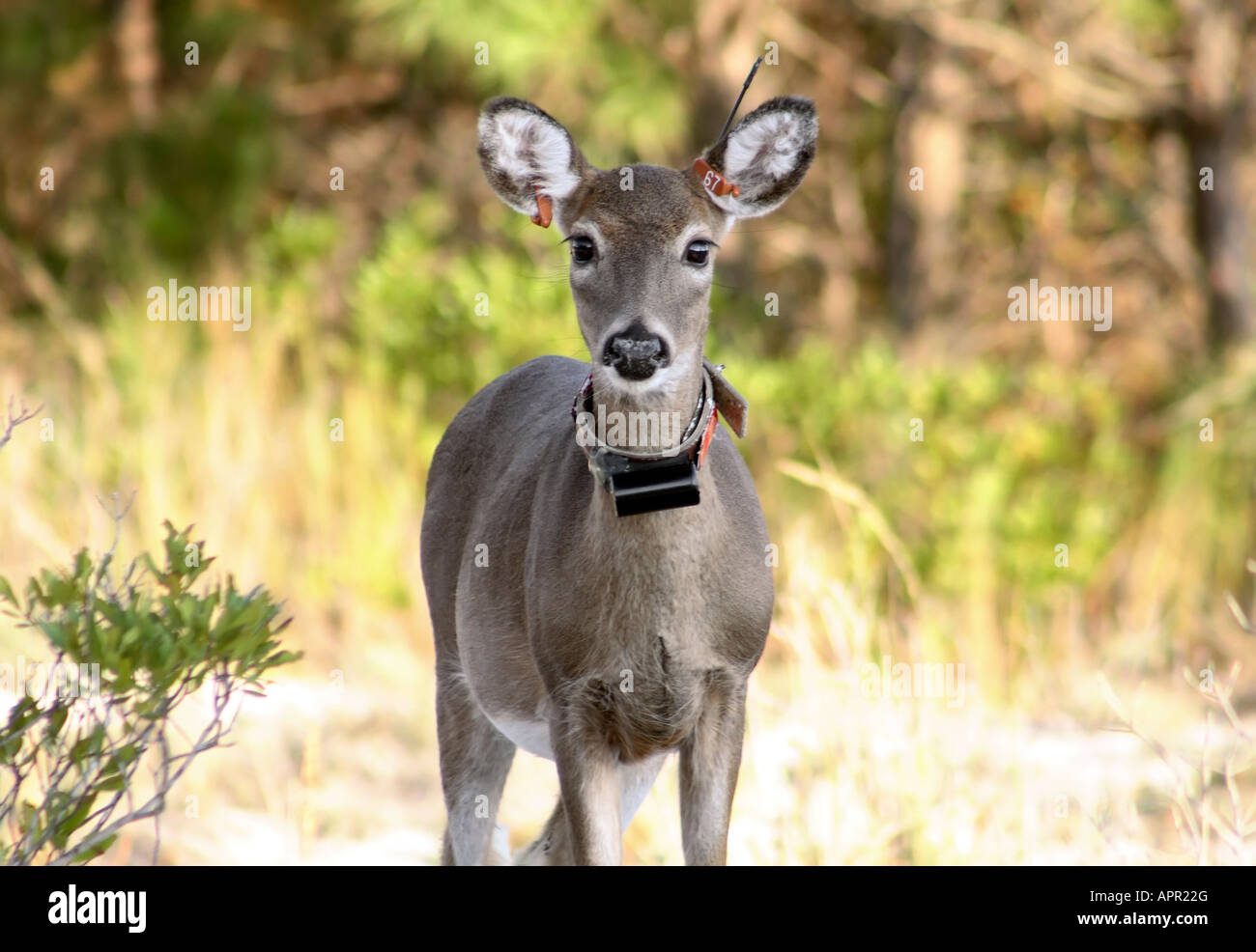White-tailed Deer (Odocoileus virginianus) with a radio collar Stock ...