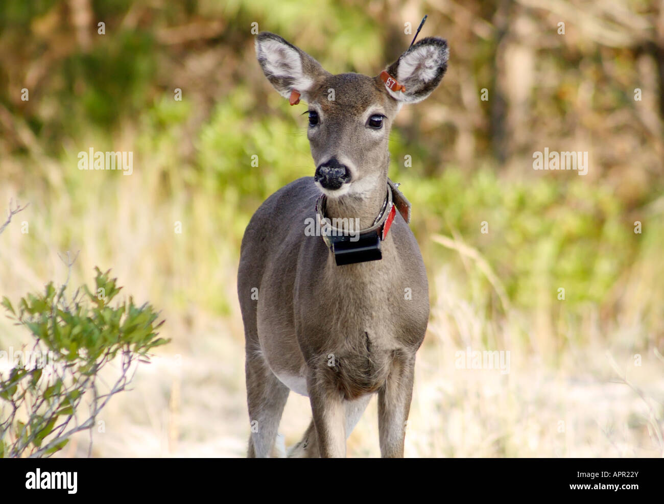 White-tailed Deer (Odocoileus virginianus) with a radio collar Stock ...