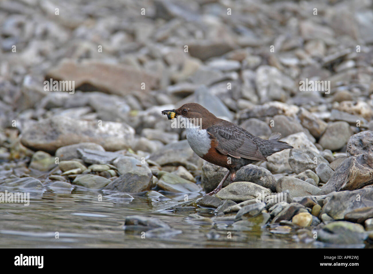 DIPPER CINCLUS CINCLUS STANDING AT WATERS EDGE Stock Photo - Alamy