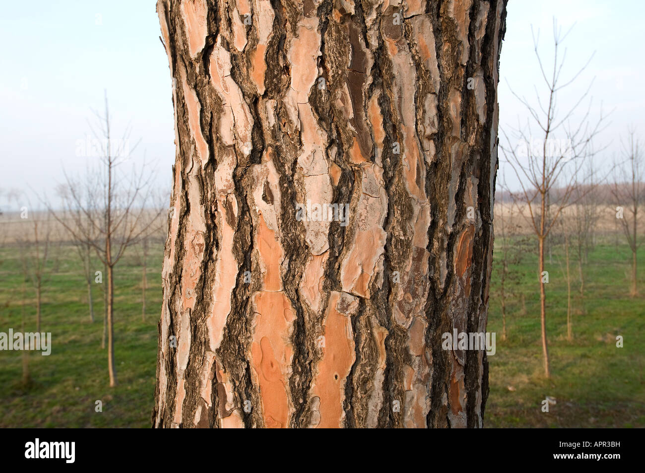 Pine tree autumn cone needle bark hi-res stock photography and images ...
