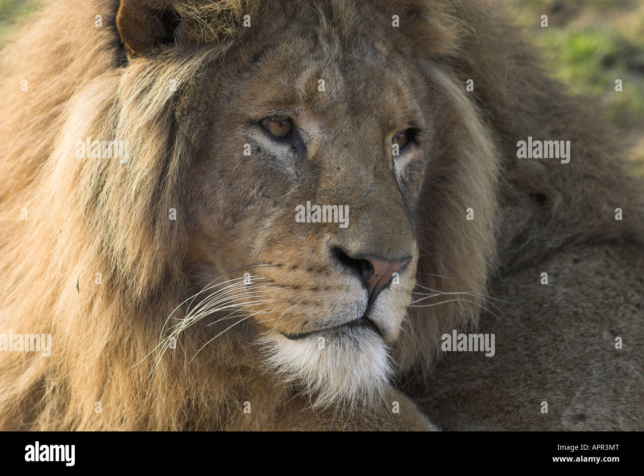 Lion male close up of face Stock Photo - Alamy