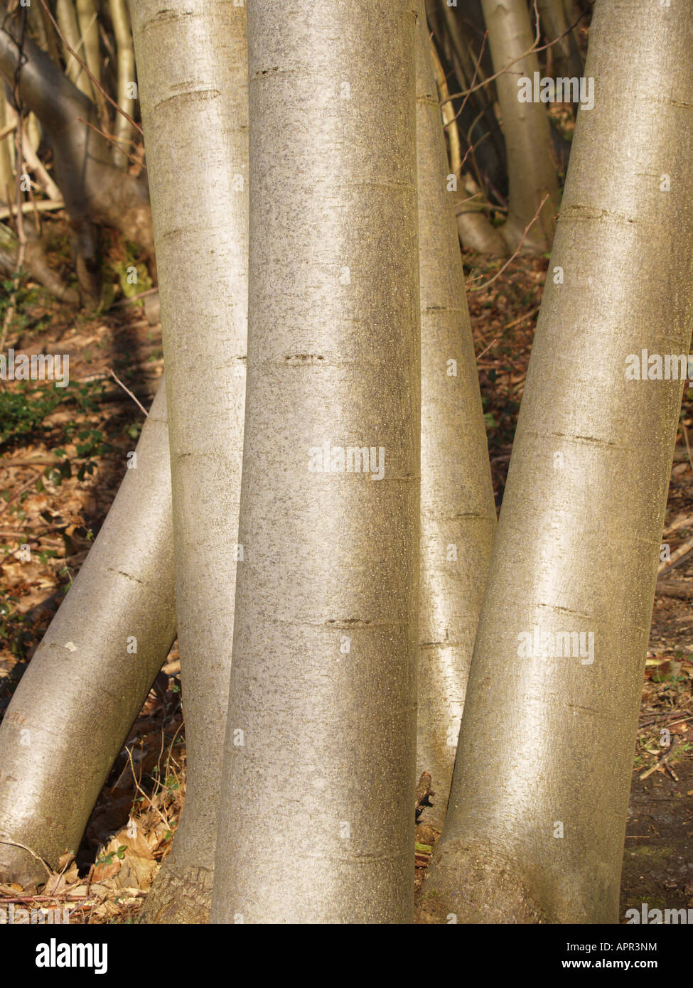 shiny trees tree trunks winter Stock Photo - Alamy