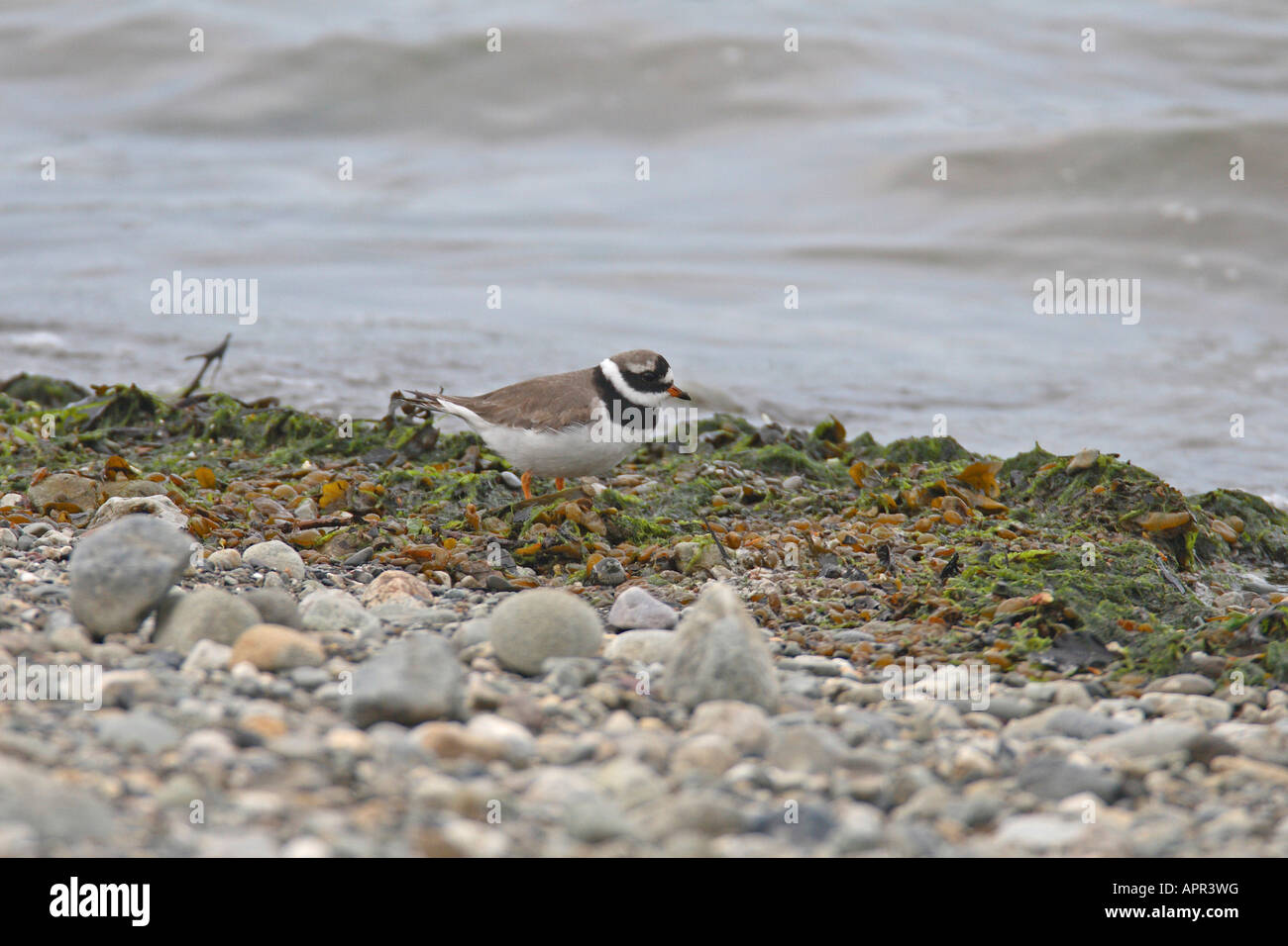 Male ringed plover on hi-res stock photography and images - Alamy