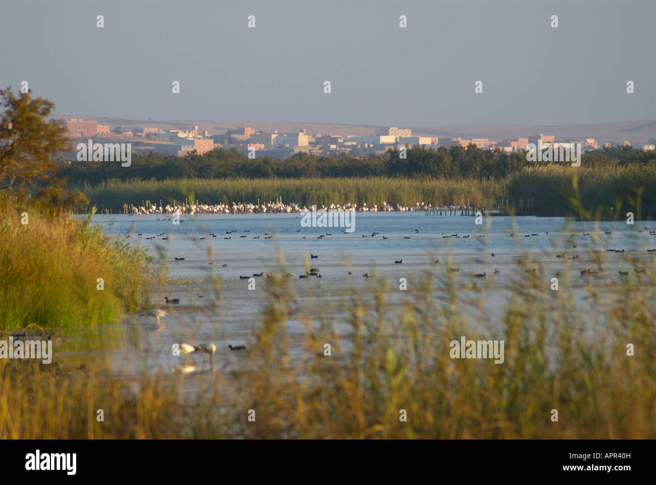 Sous-Massa National Park Stock Photo - Alamy