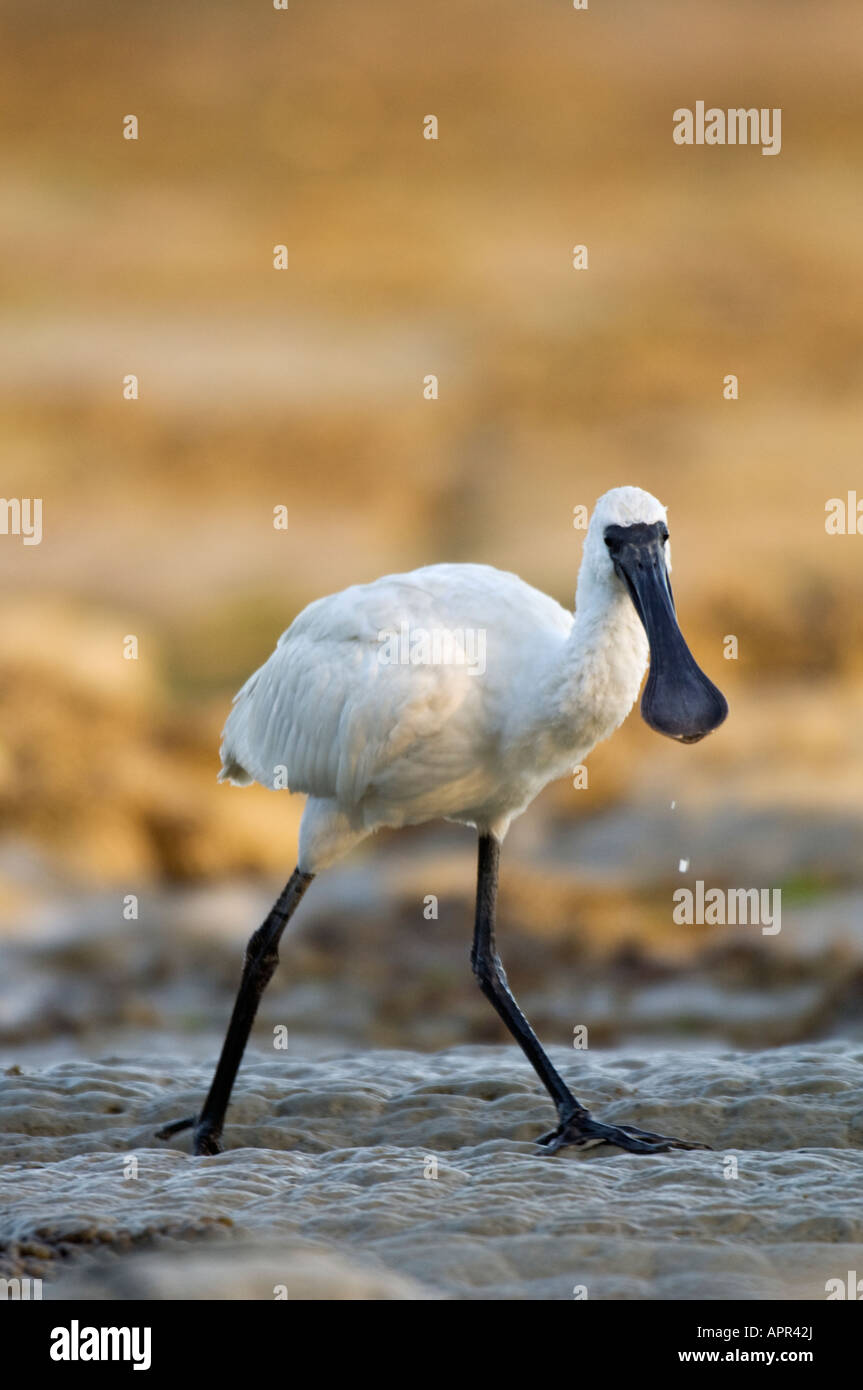 Miranda new zealand hi-res stock photography and images - Alamy