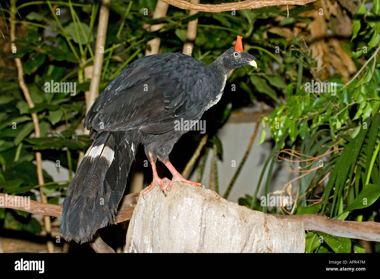 Derbianus High Resolution Stock Photography and Images - Alamy