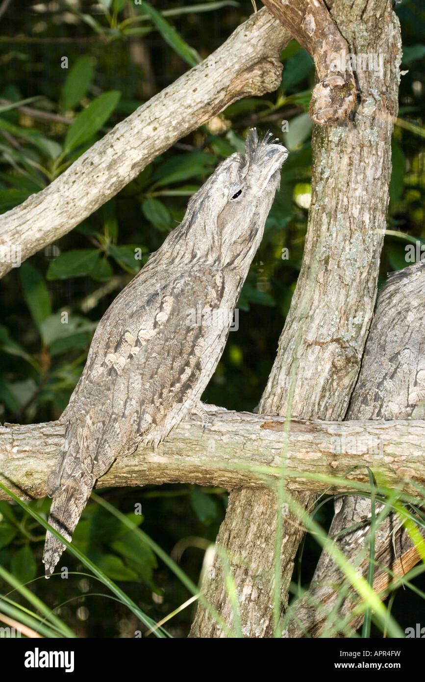 Tawny Frogmouth Podargus strigoides St Louis Zoo Missouri United States ...