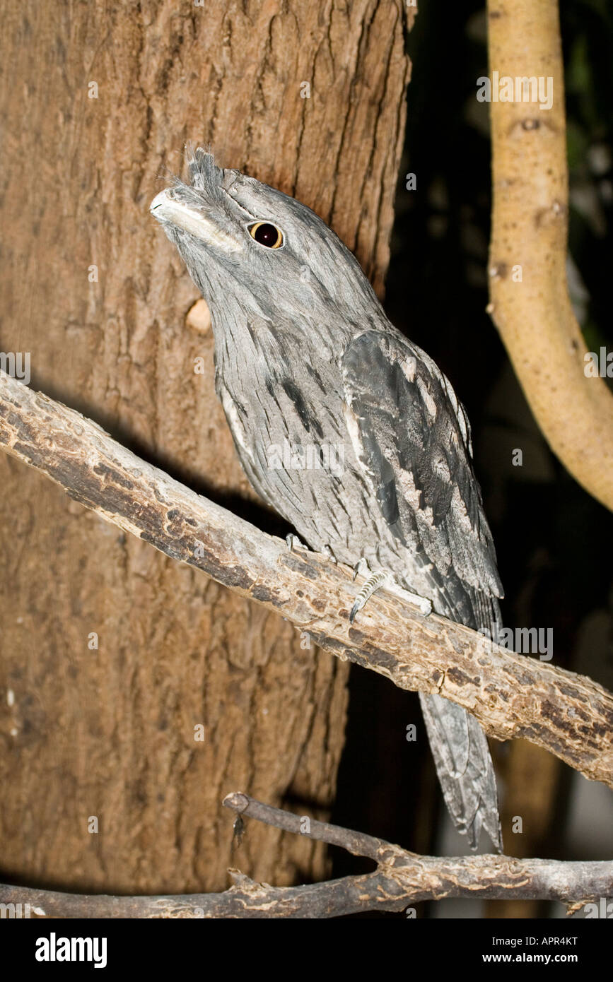 Tawny Frogmouth Podargus strigoides St Louis Zoo Missouri United States ...