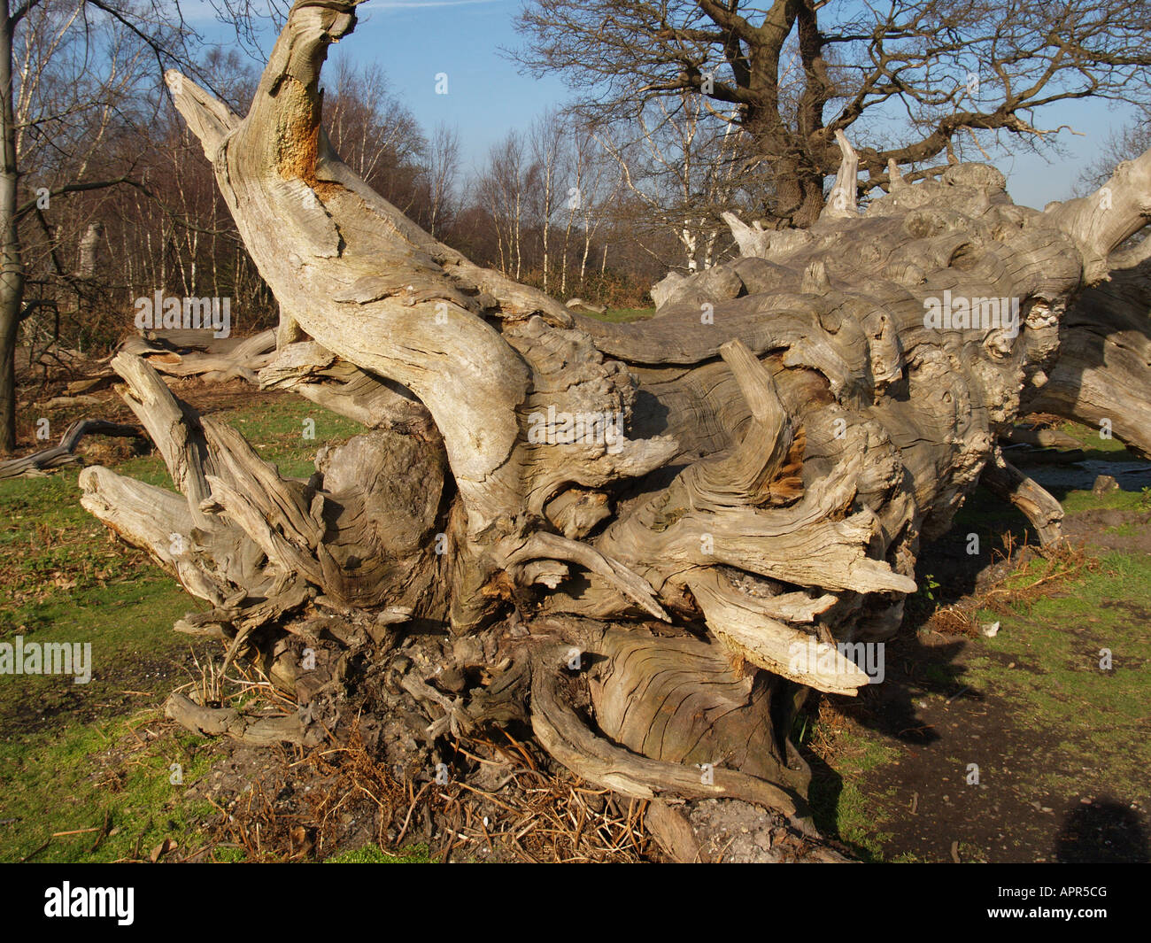 rotted decayed decaying old ancient tree trunk Stock Photo - Alamy