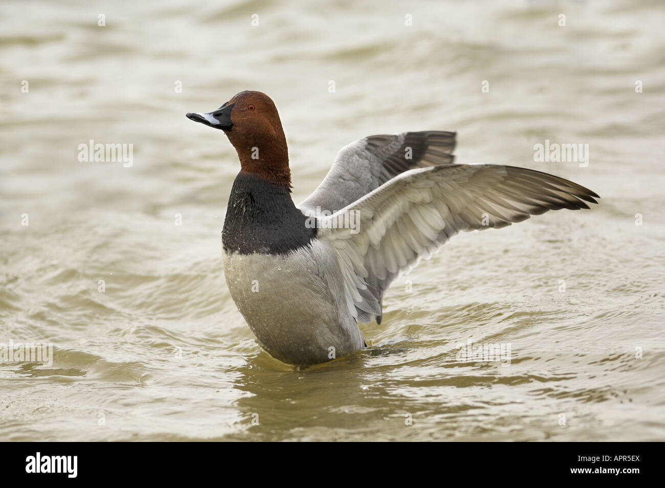 Common pochard male hi-res stock photography and images - Alamy