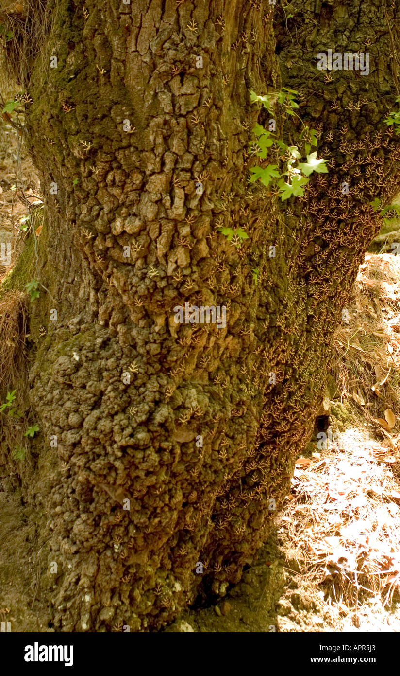 butterfly on a tree trunck Stock Photo - Alamy