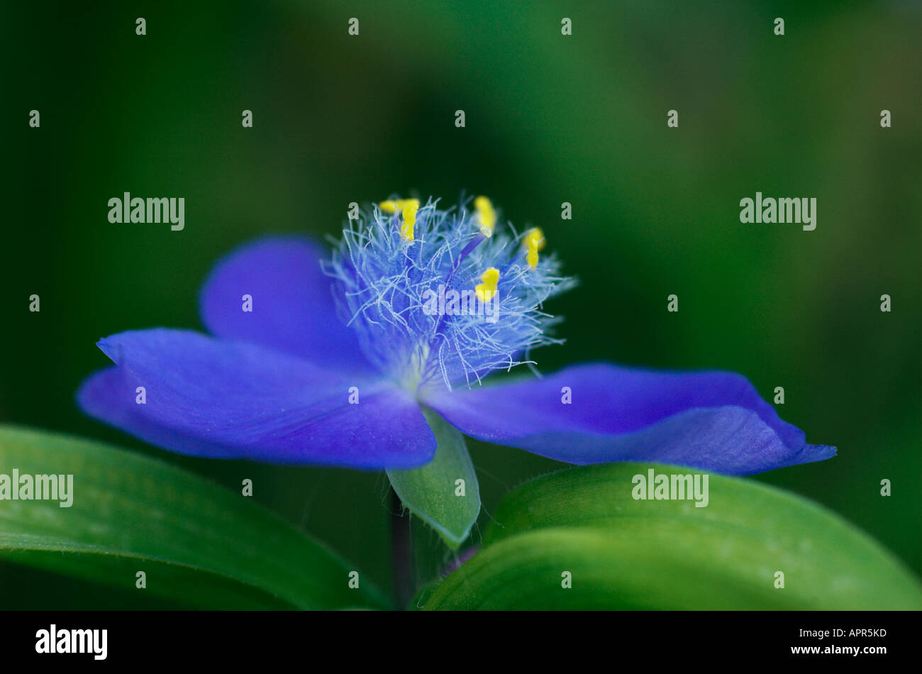 Commelina flower hi-res stock photography and images - Alamy