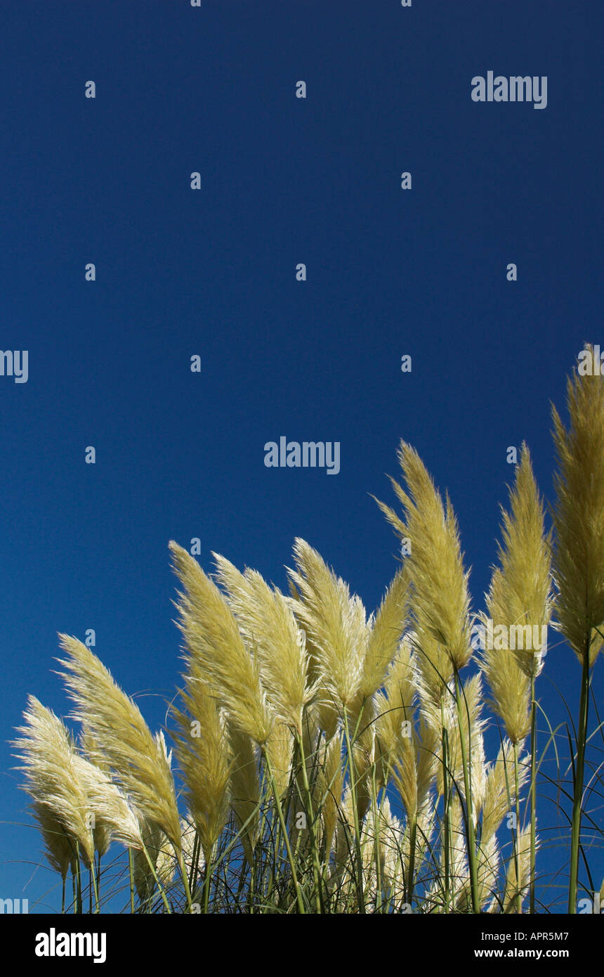 Cortaderia seed heads hi-res stock photography and images - Alamy