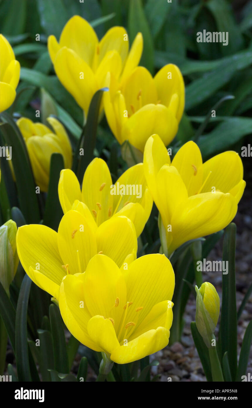 Sternbergia lutea hi-res stock photography and images - Alamy