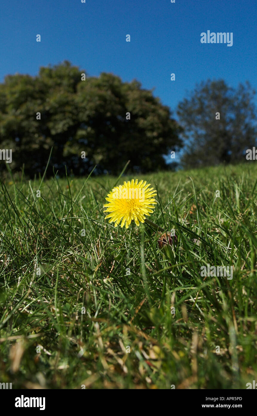 Dandelion in a lawn Stock Photo - Alamy