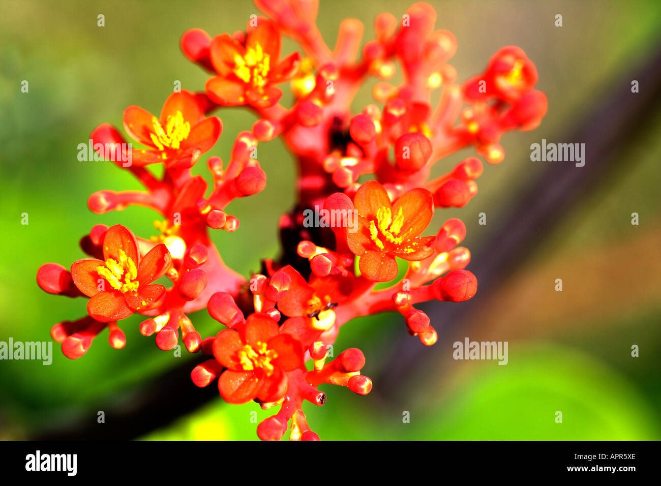 Tropical flowers - Réunion Stock Photo - Alamy