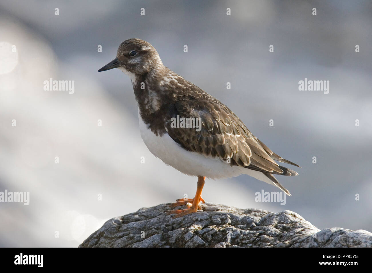 TURNSTONE ARENARIA INTERPRES STANDING ON ROCK SIDE VIEW Stock Photo - Alamy