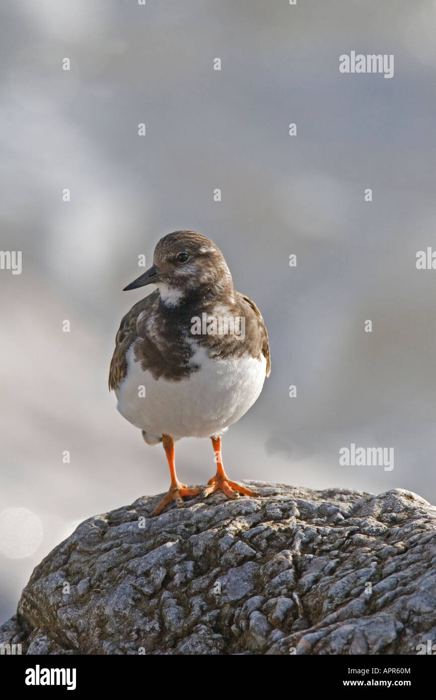 TURNSTONE ARENARIA INTERPRES PERCHING ON STONE FRONT VIEW Stock Photo ...