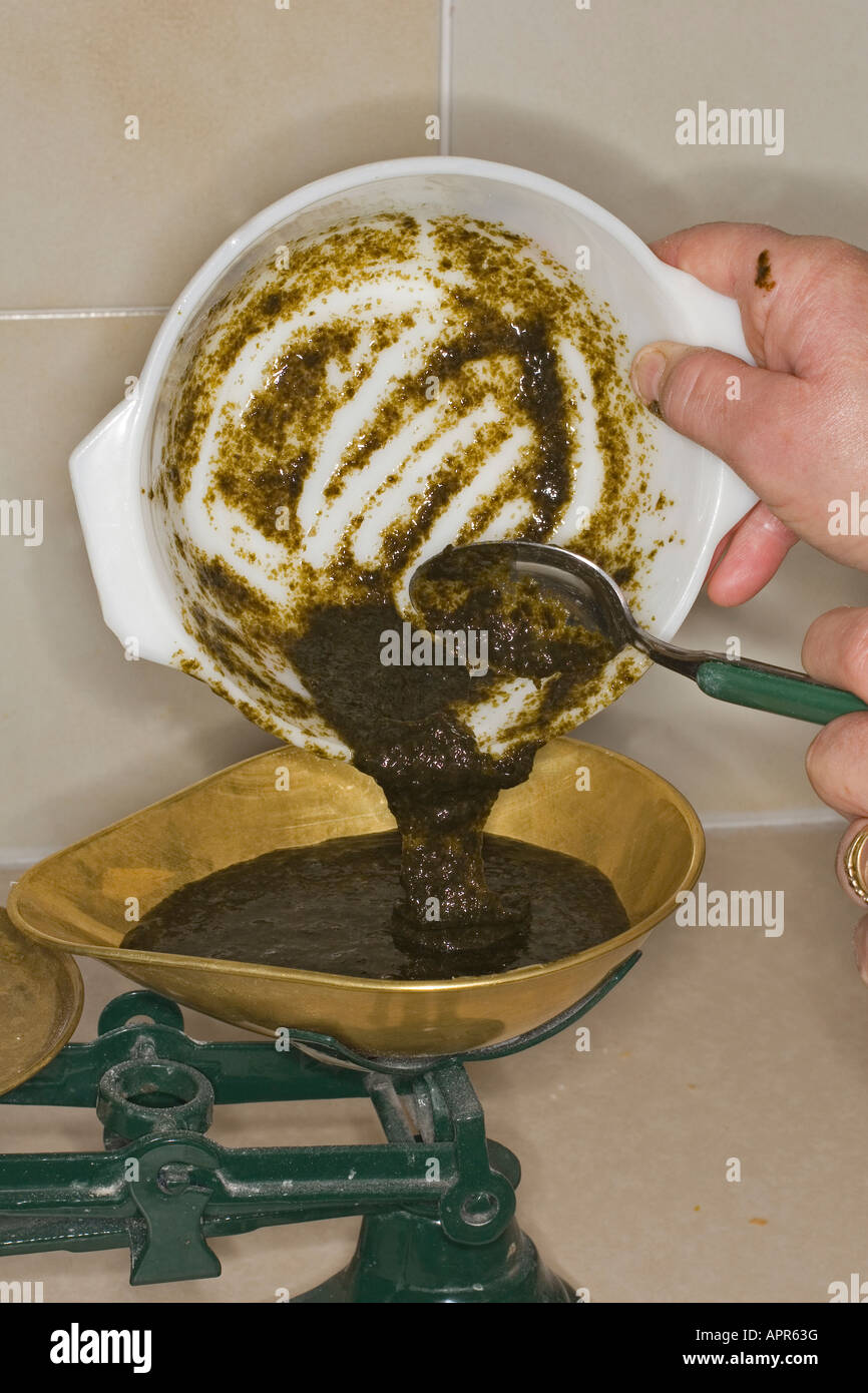 MAKING LAVERBREAD OATCAKES WEIGHING OUT THE LAVERBREAD Stock Photo - Alamy