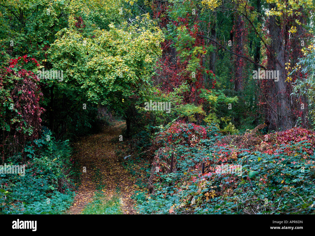 Path through foliage woods with exuberantly growing vegetation Stock ...