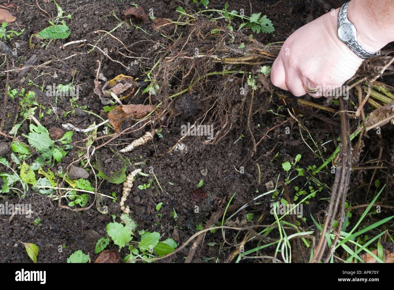 HARVESTING CHINESE ARTICHOKES STACHYS AFFINIS PULL UP ALL PLANTS AND ...