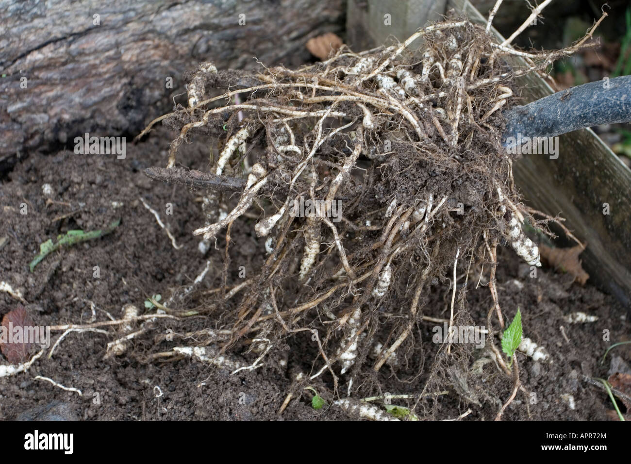 HARVESTING CHINESE ARTICHOKES STACHYS AFFINIS DIG UP ROOTS AND SHAKE TO ...