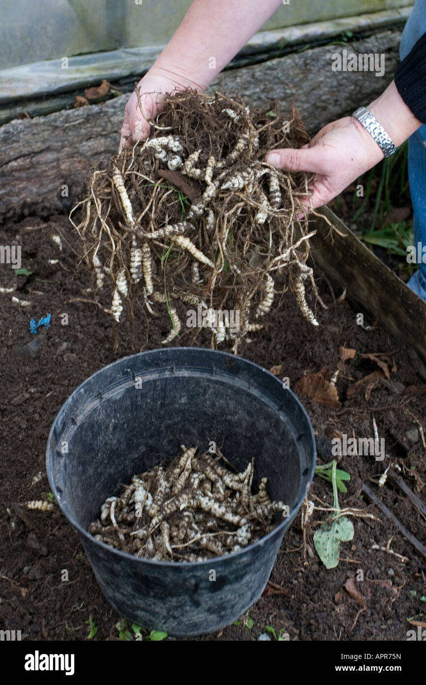 HARVESTING CHINESE ARTICHOKES STACHYS AFFINIS DIG UP ROOTS AND SHAKE TO ...