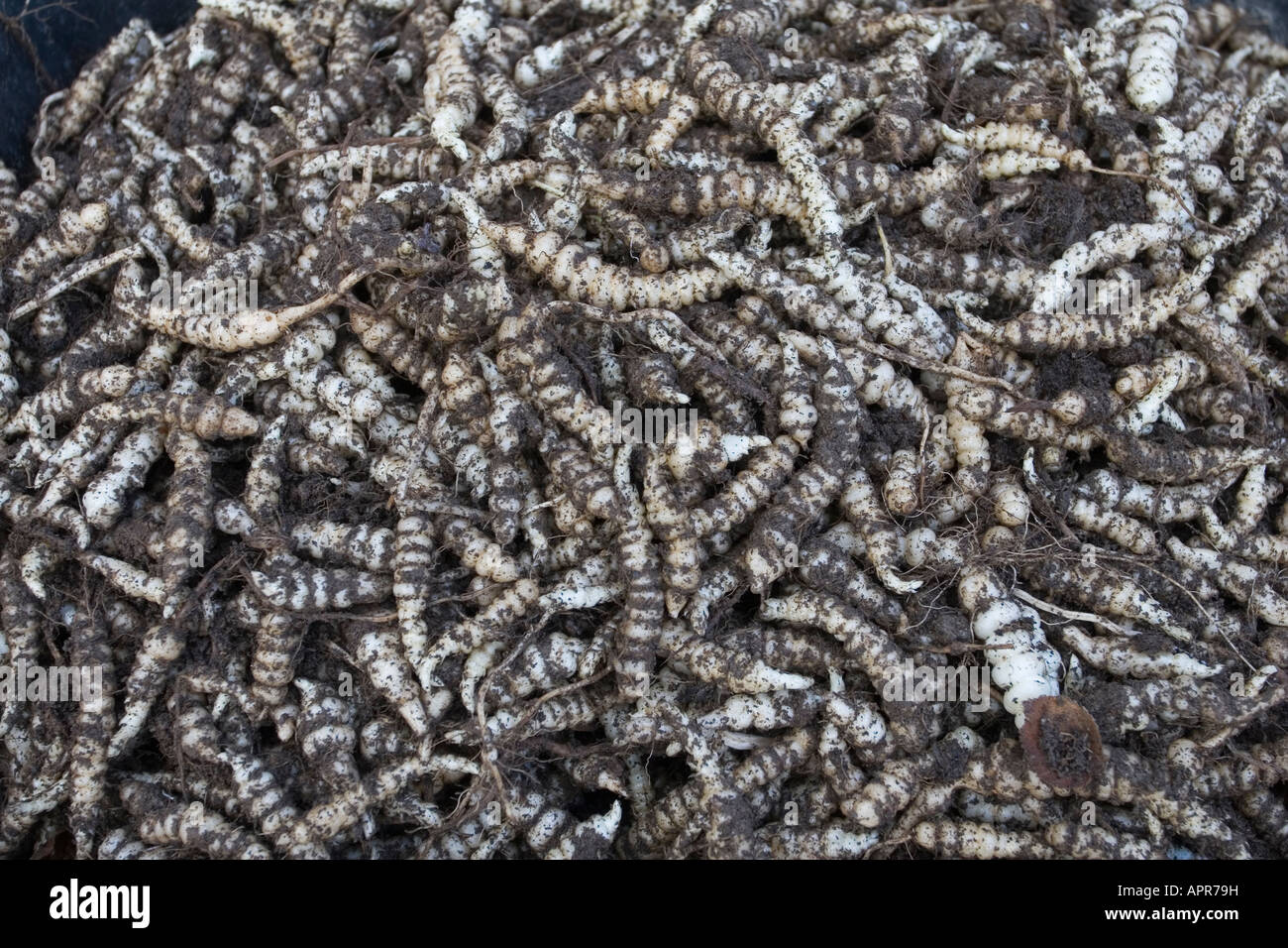 Swollen roots hi-res stock photography and images - Alamy