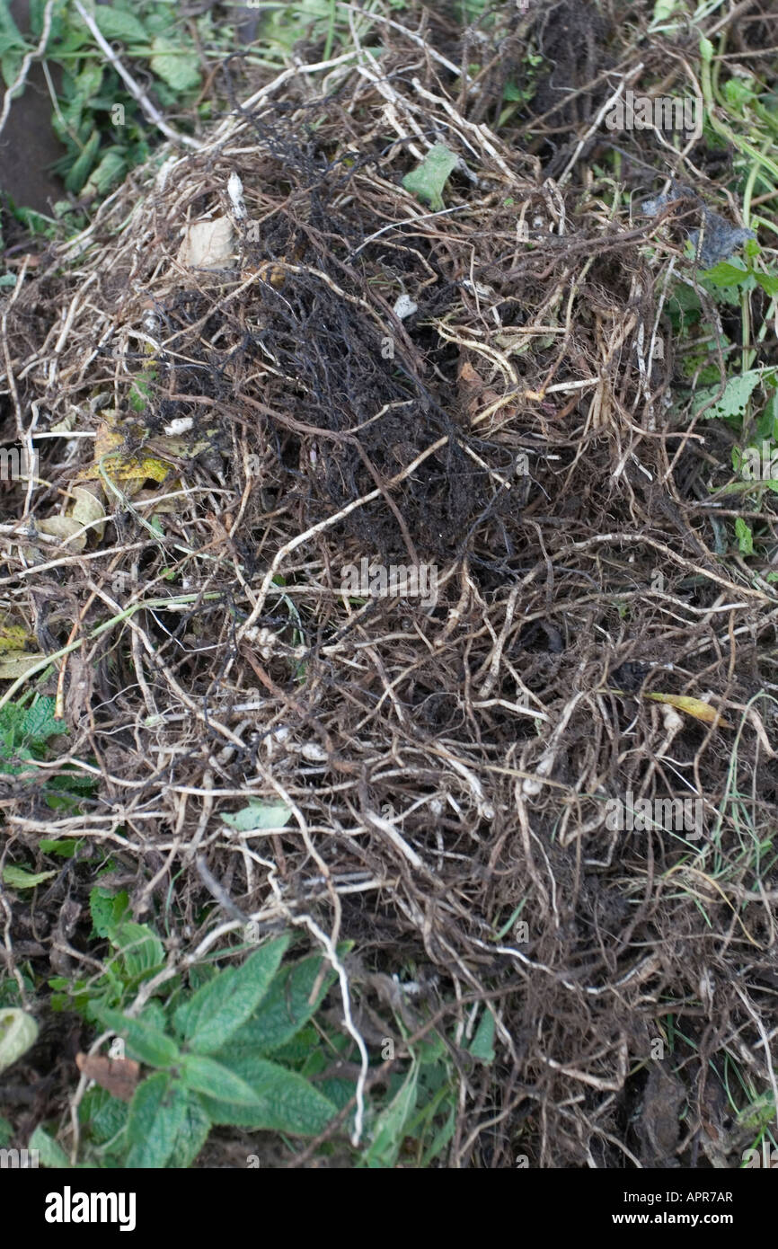 HARVESTING CHINESE ARTICHOKES STACHYS AFFINIS THESE PLANTS ARE VERY ...