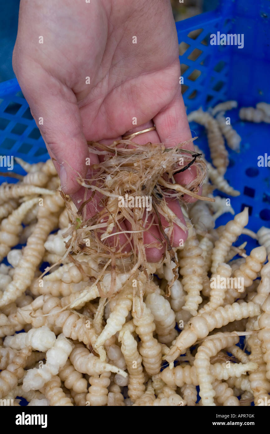 WASHING CHINESE ARTICHOKES STACHYS AFFINIS USING PRESSURE WASHER ...