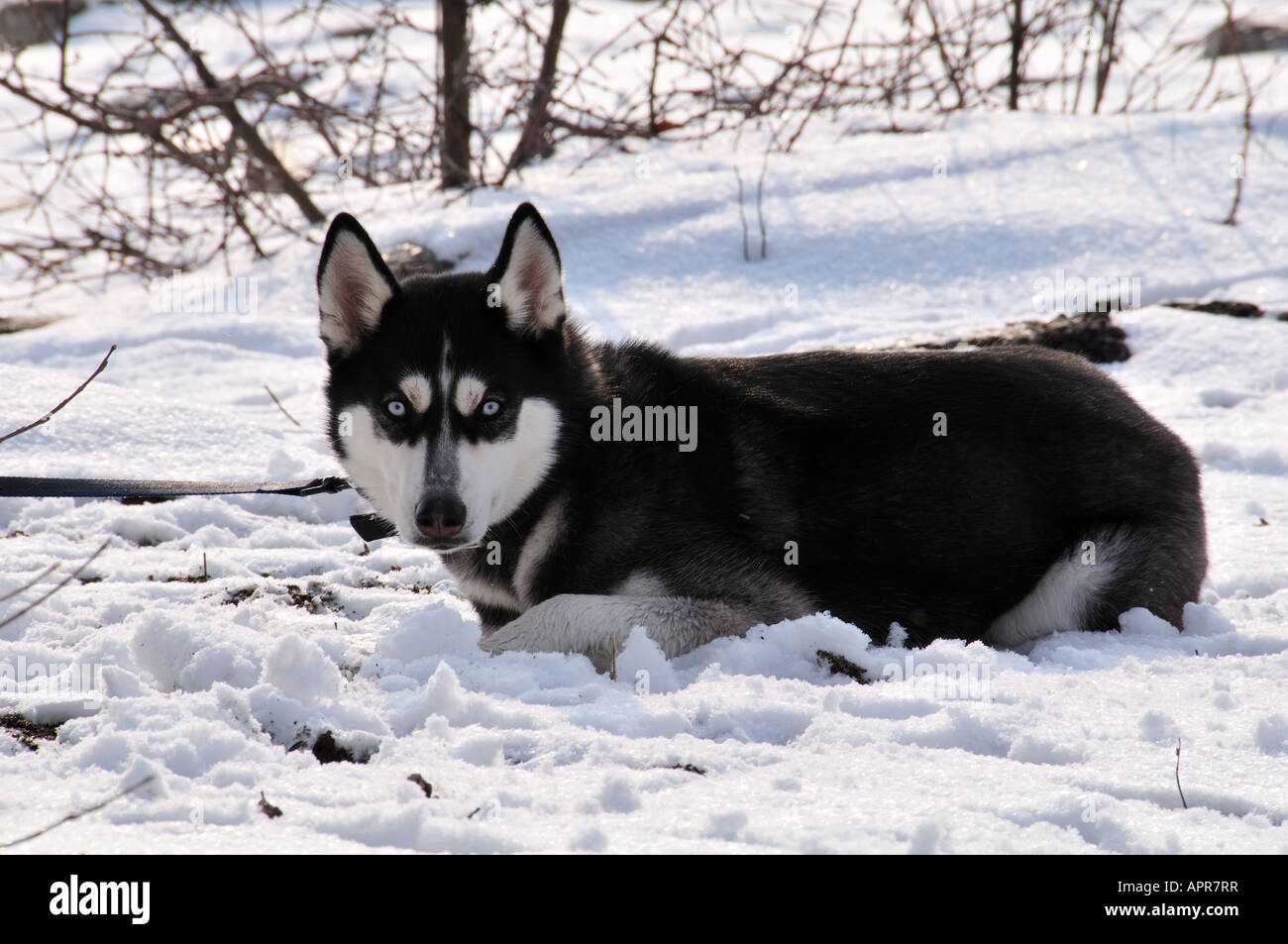A sharp and smart looking husky posing in front of camera on the lake ...