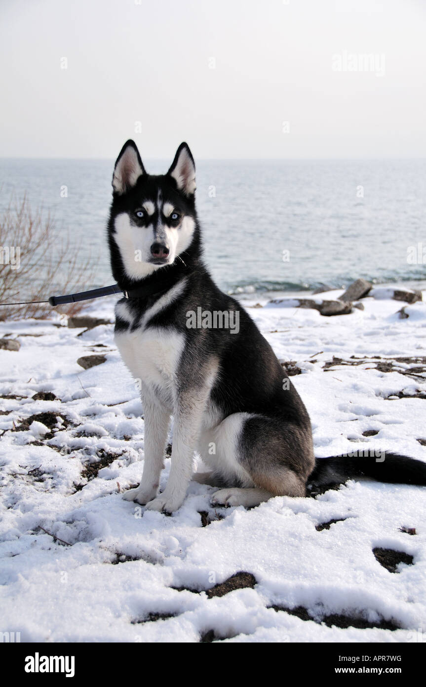 A sharp and smart looking husky posing in front of camera on the lake ...