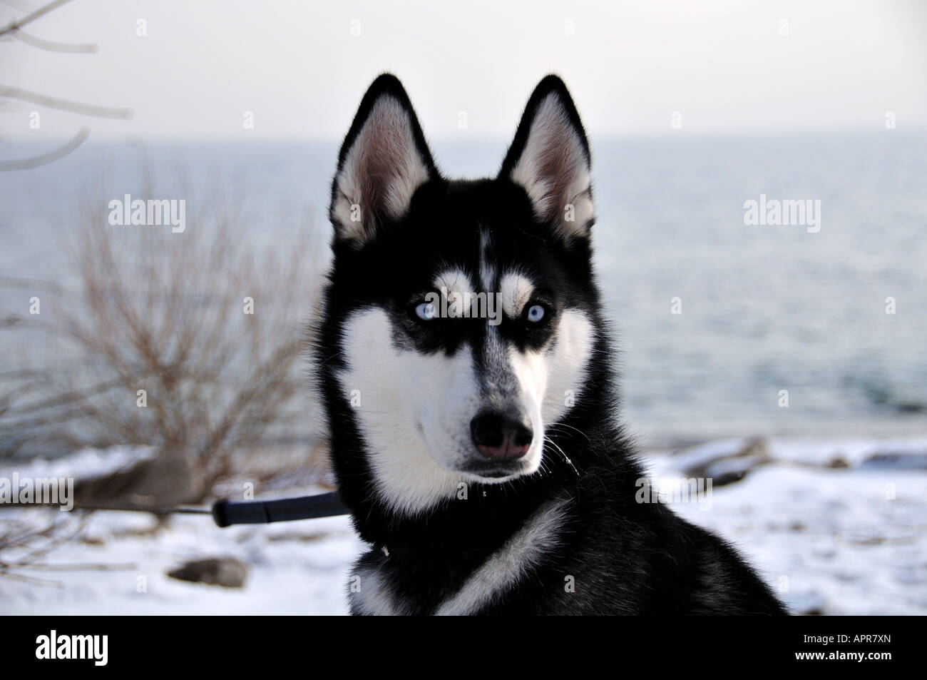 A sharp and smart looking husky posing in front of camera on the lake ...