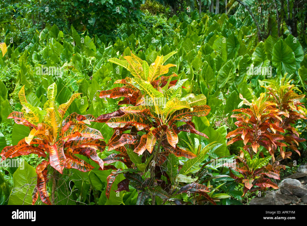Taro plant hi-res stock photography and images - Alamy