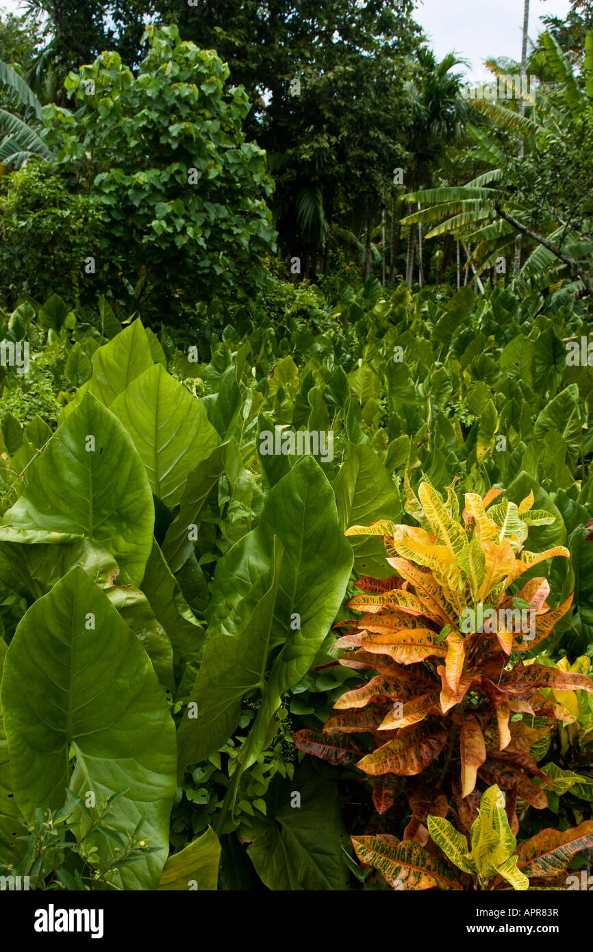 Green Leaves of Taro Plants on Yap Island Stock Photo - Alamy