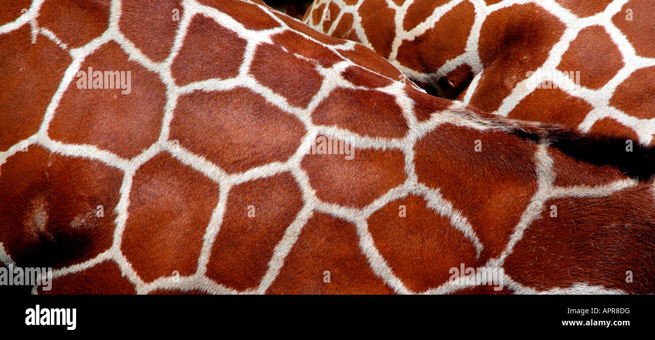Spots on 2 giraffes, standing close together Stock Photo - Alamy