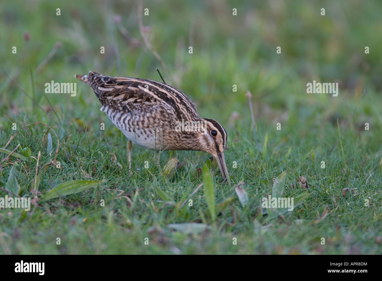 SNIPE GALLINAGO GALLINAGO PROBING GROUND FOR FOOD Stock Photo - Alamy