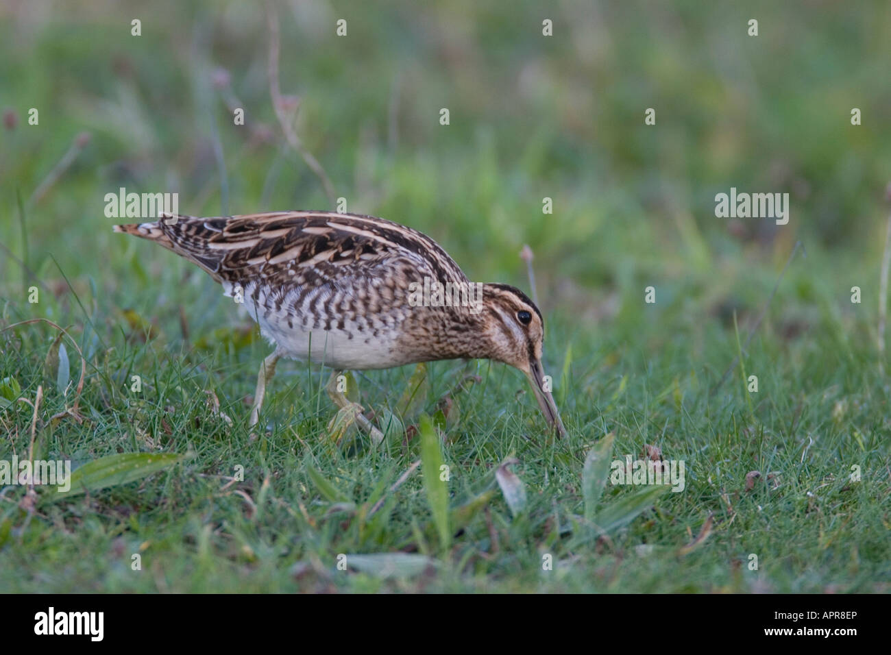 SNIPE GALLINAGO GALLINAGO PROBING GROUND FOR FOOD Stock Photo - Alamy