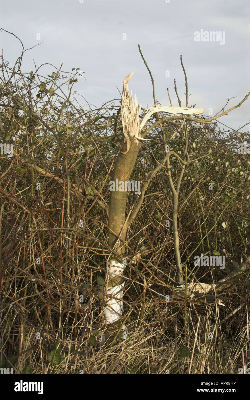 Roadside tree cut through by mechanised hedge cutter Norfolk UK january ...