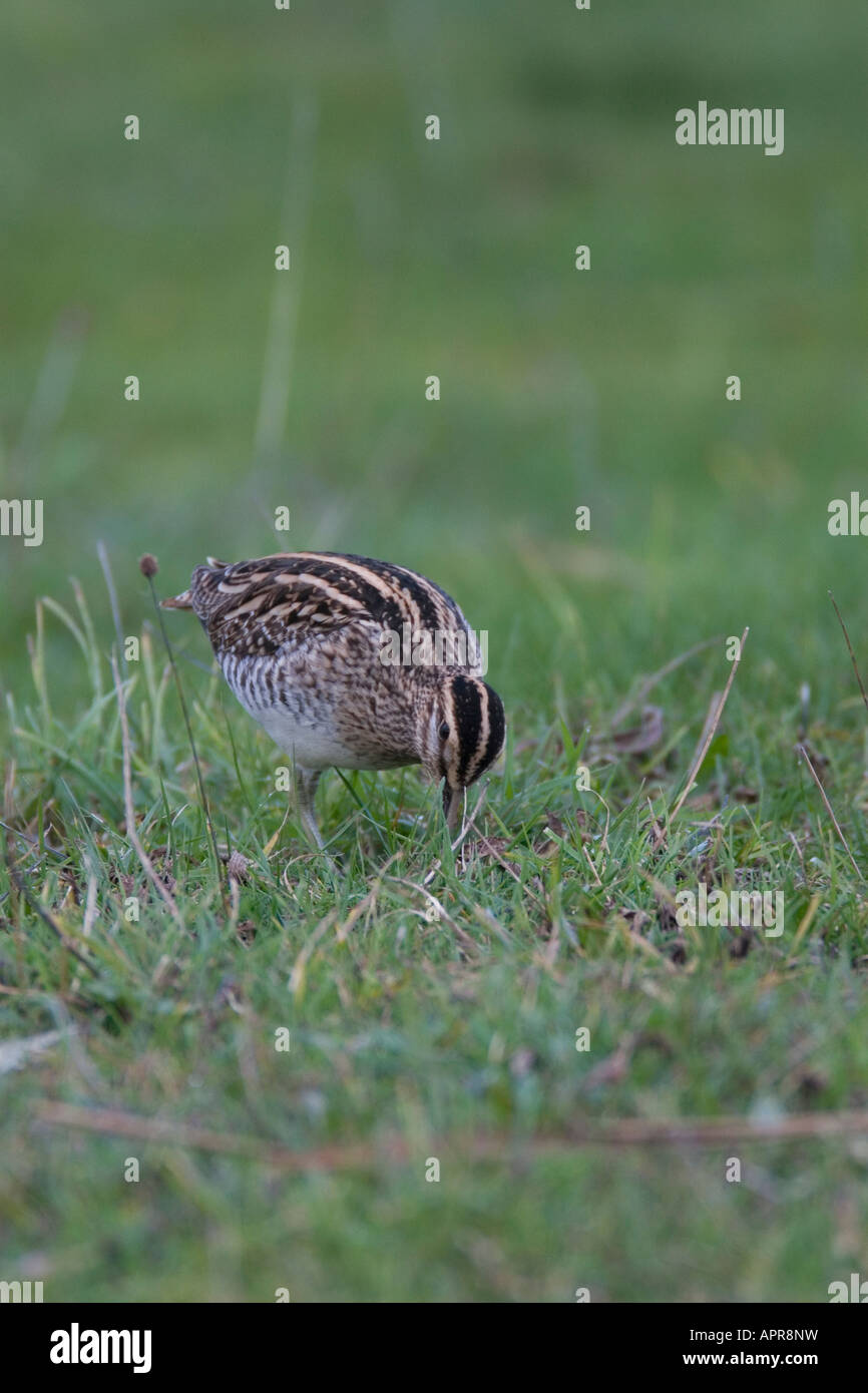 SNIPE GALLINAGO GALLINAGO PROBING GROUND FOR FOOD Stock Photo - Alamy