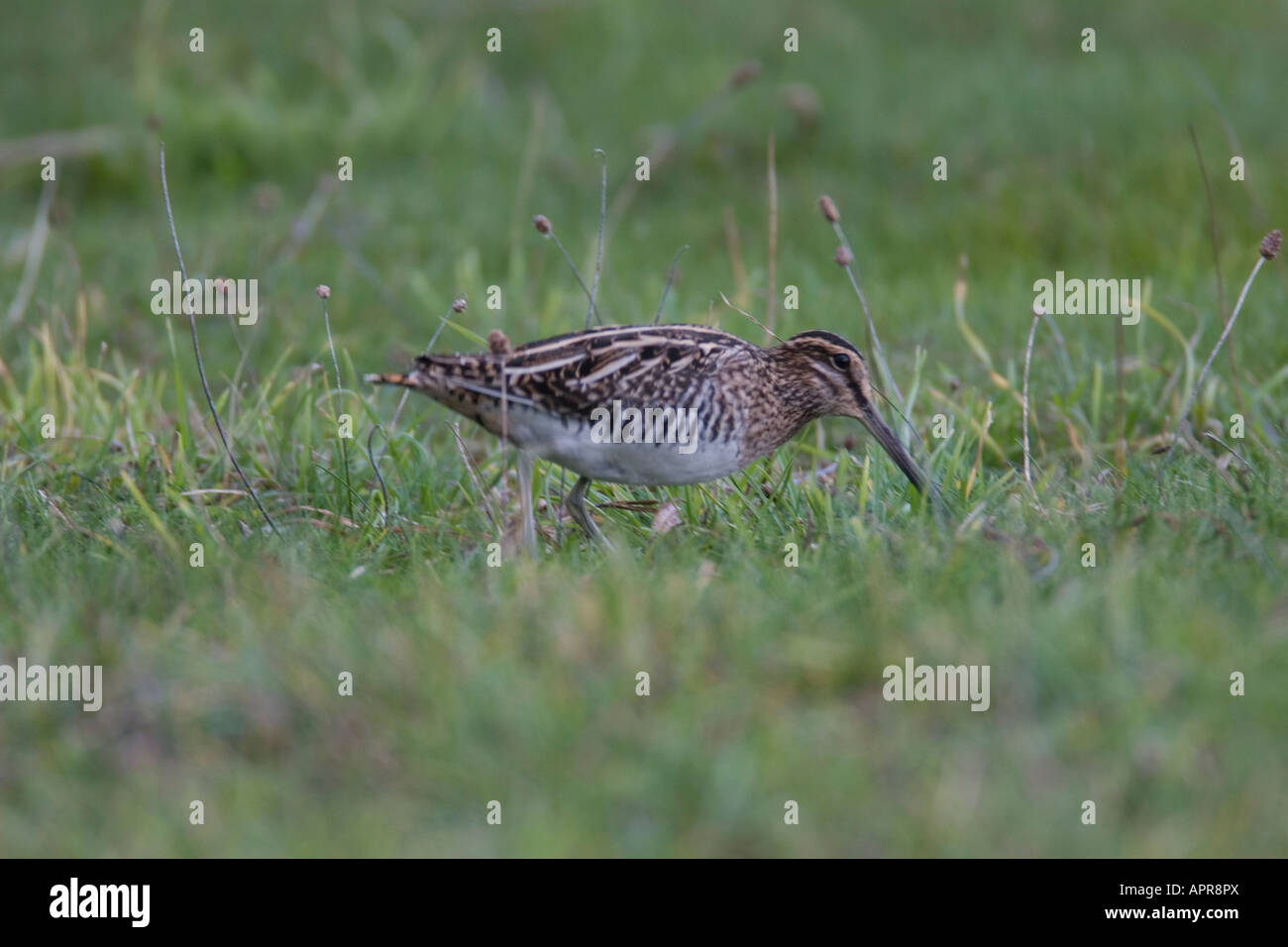 SNIPE GALLINAGO GALLINAGO HUNTING IN ROUGH GRASSLAND FOR FOOD Stock ...