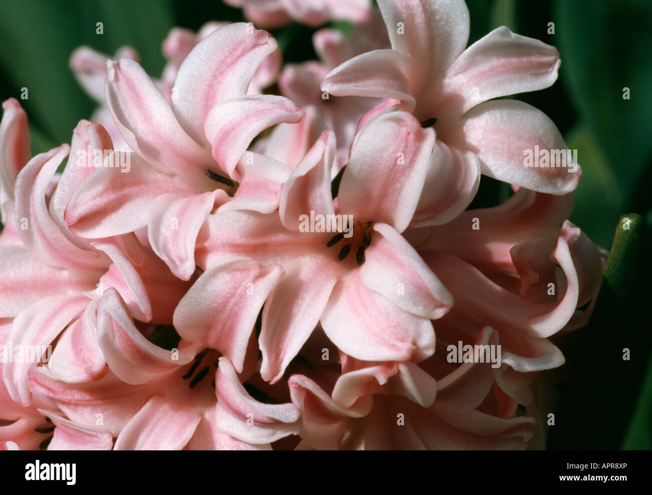 Hyacinth fairy a charming cluster of tender and perfumed flowers spring ...