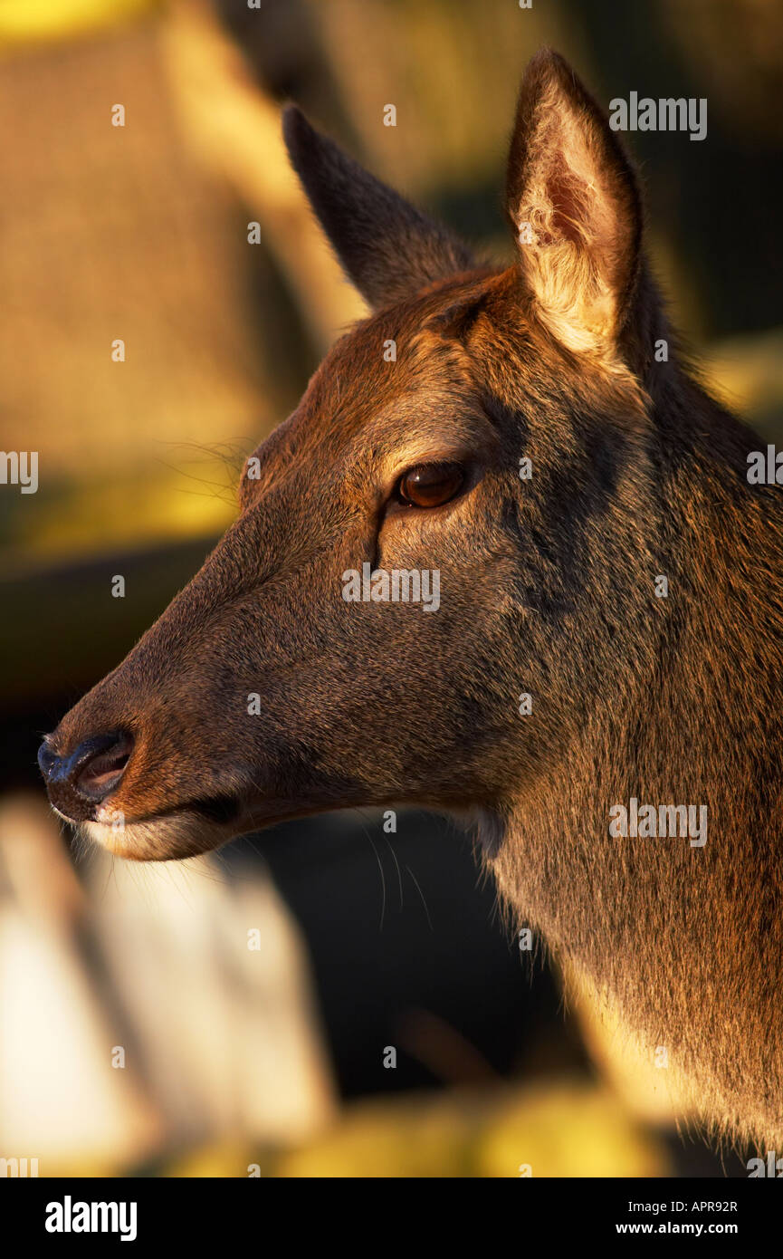 Red deer portrait Stock Photo - Alamy