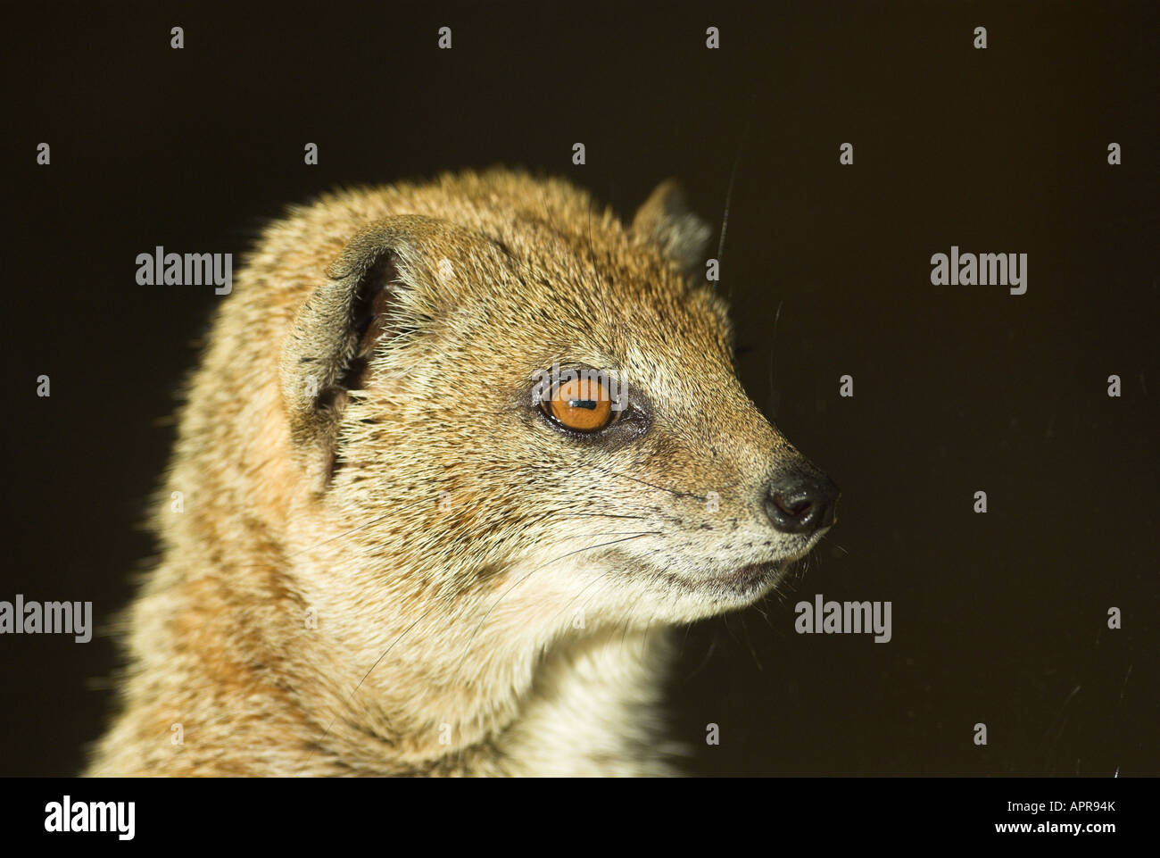 Yellow Mongoose cynictis penicillata captive UK close up of head Stock ...