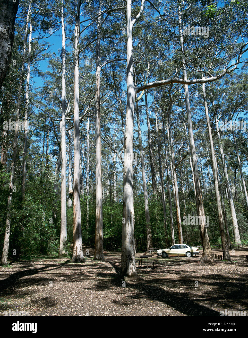 Native forest karri trees hi-res stock photography and images - Alamy
