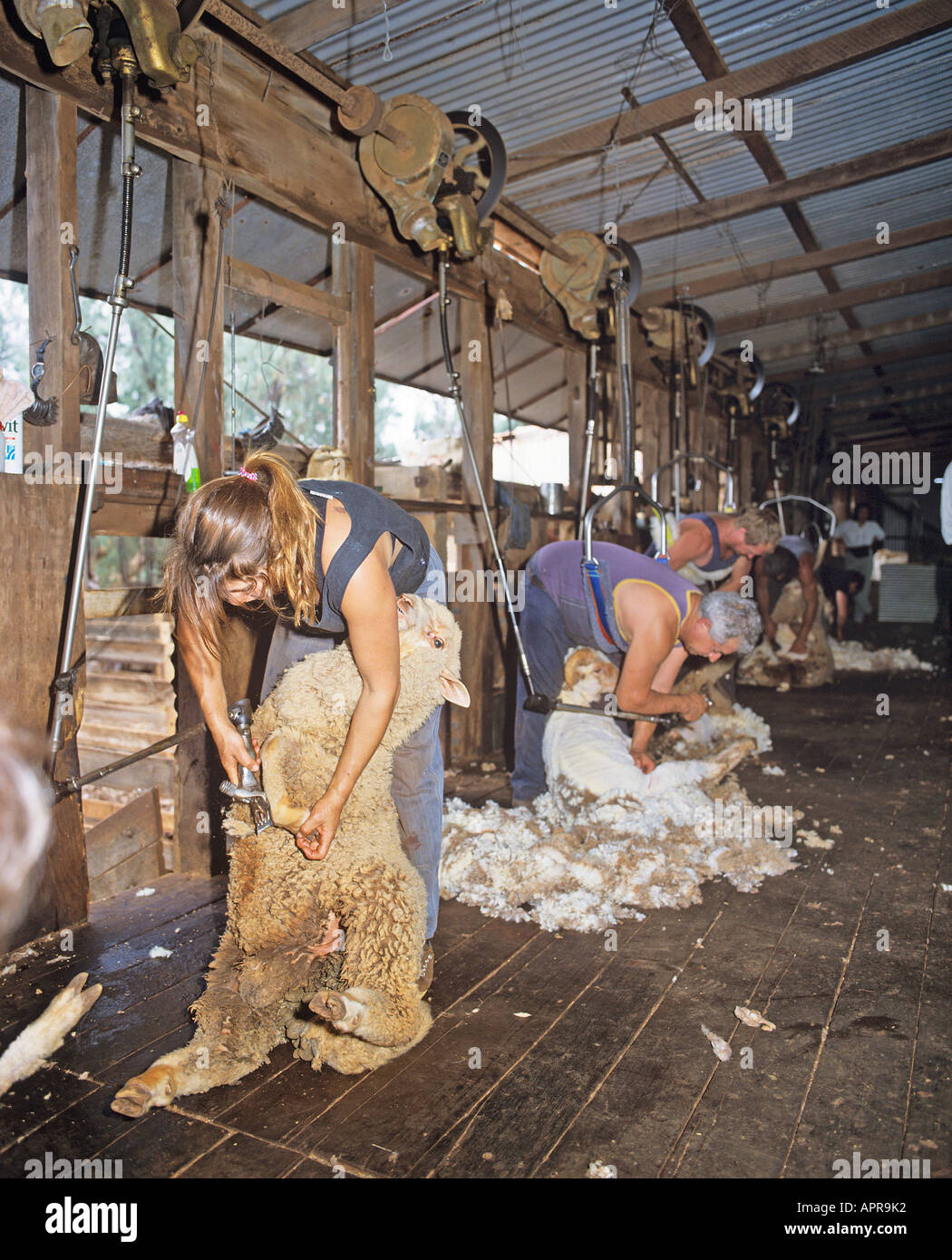 Shearing shed western australia hi-res stock photography and images - Alamy